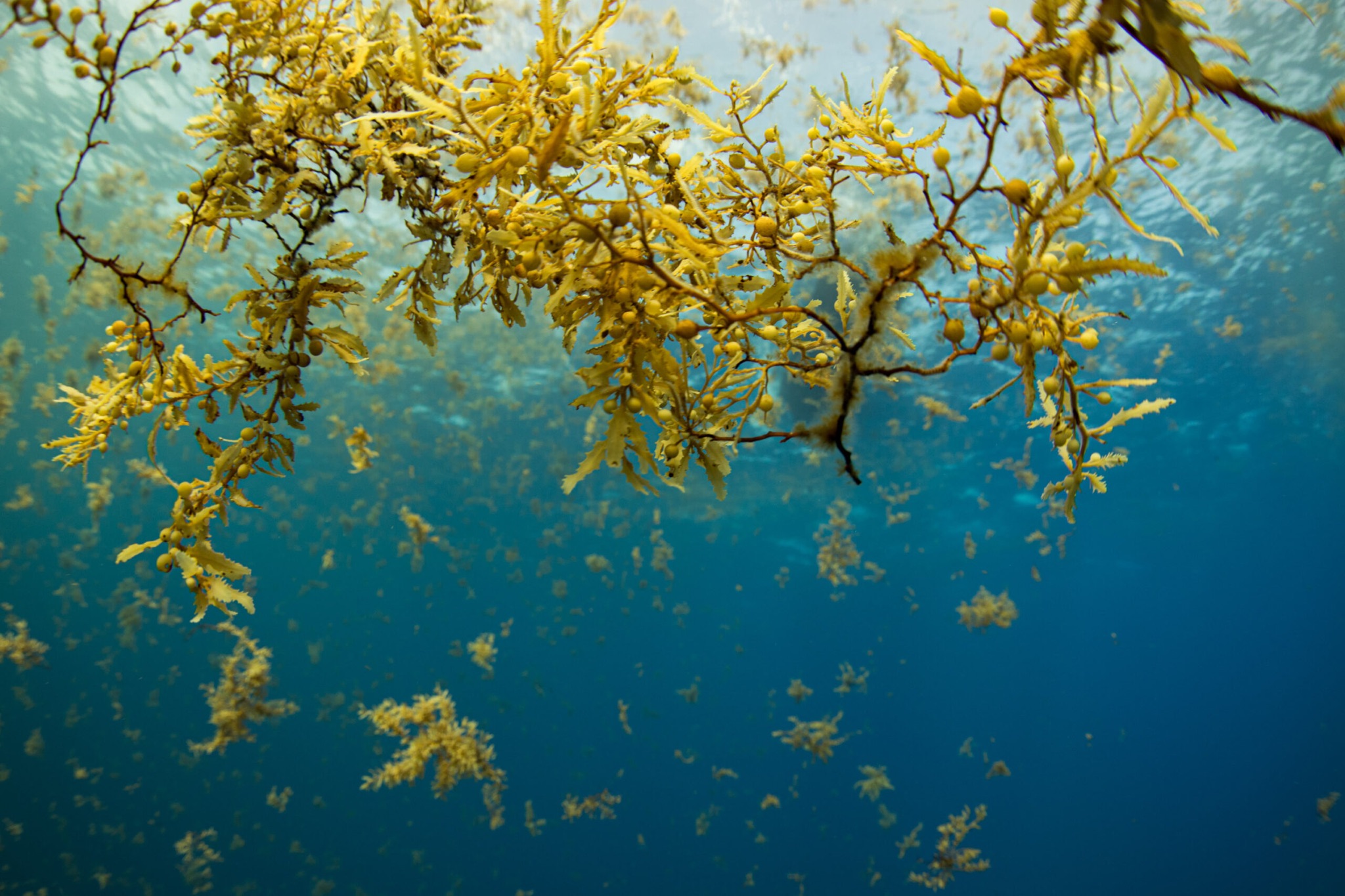 The productivity response of six macroalgal species to ocean ...