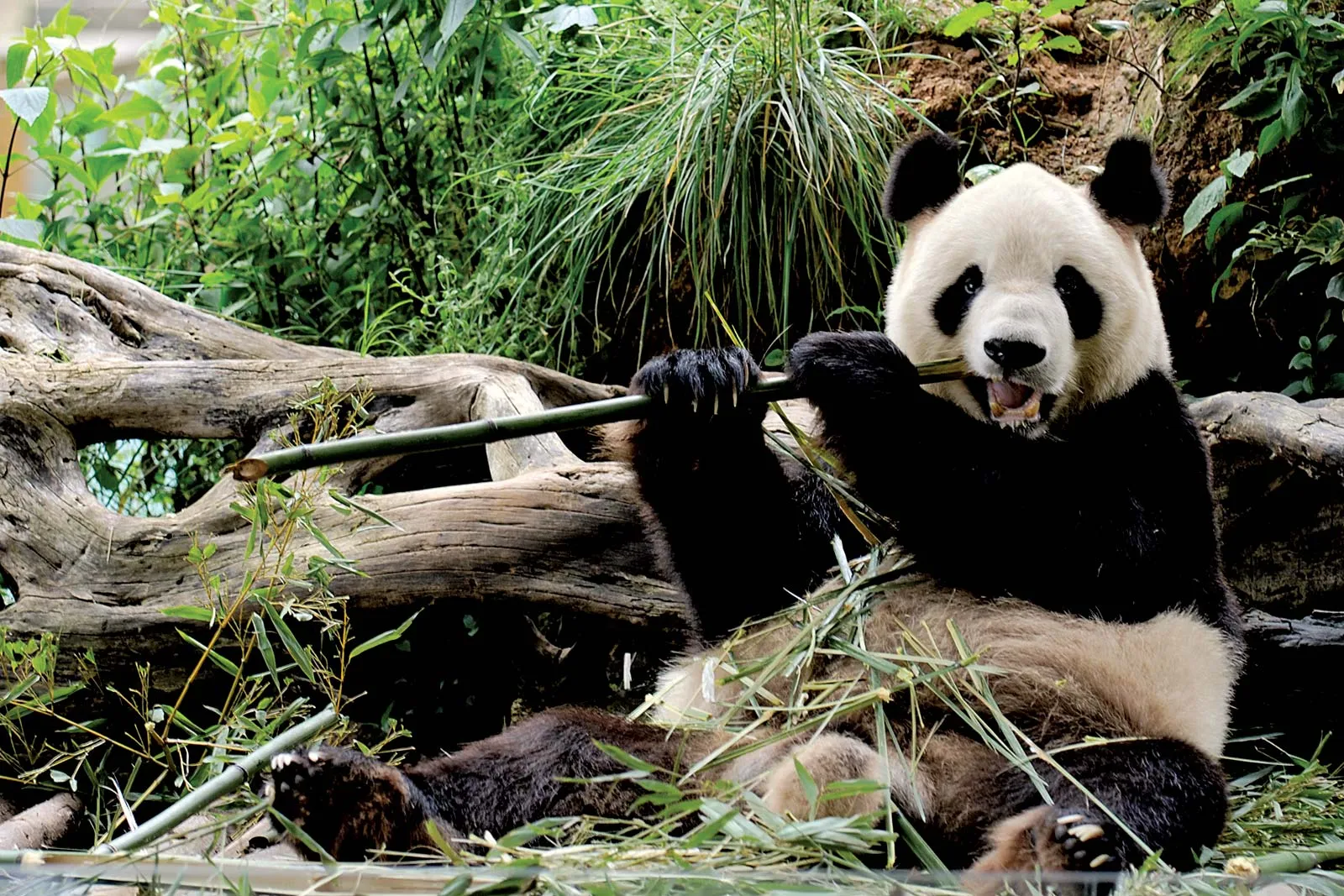 The long-term tolerance of giant panda habitat to climate change ...
