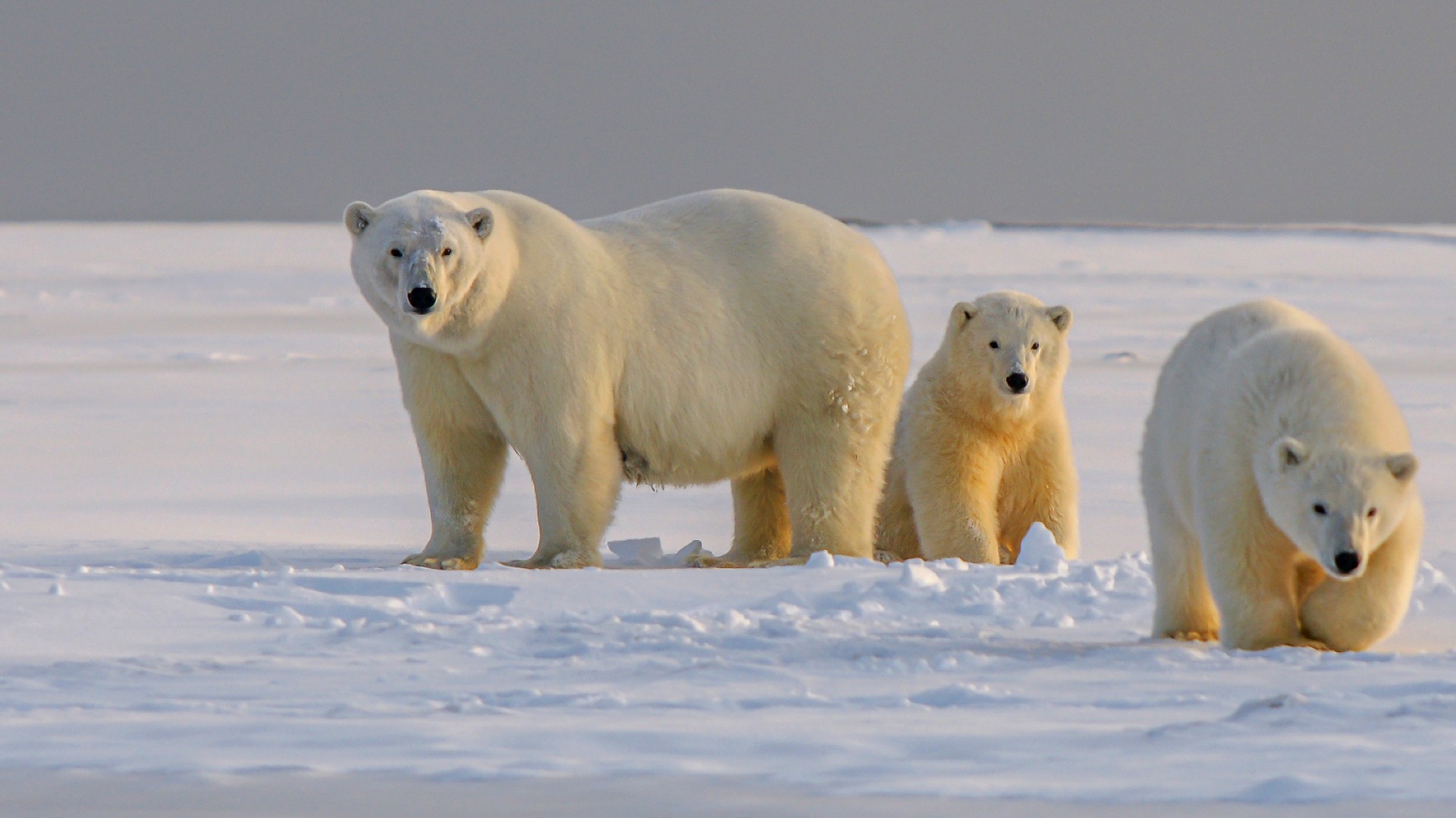 #GettingWorse: Polar bears edition - Climate Discussion Nexus