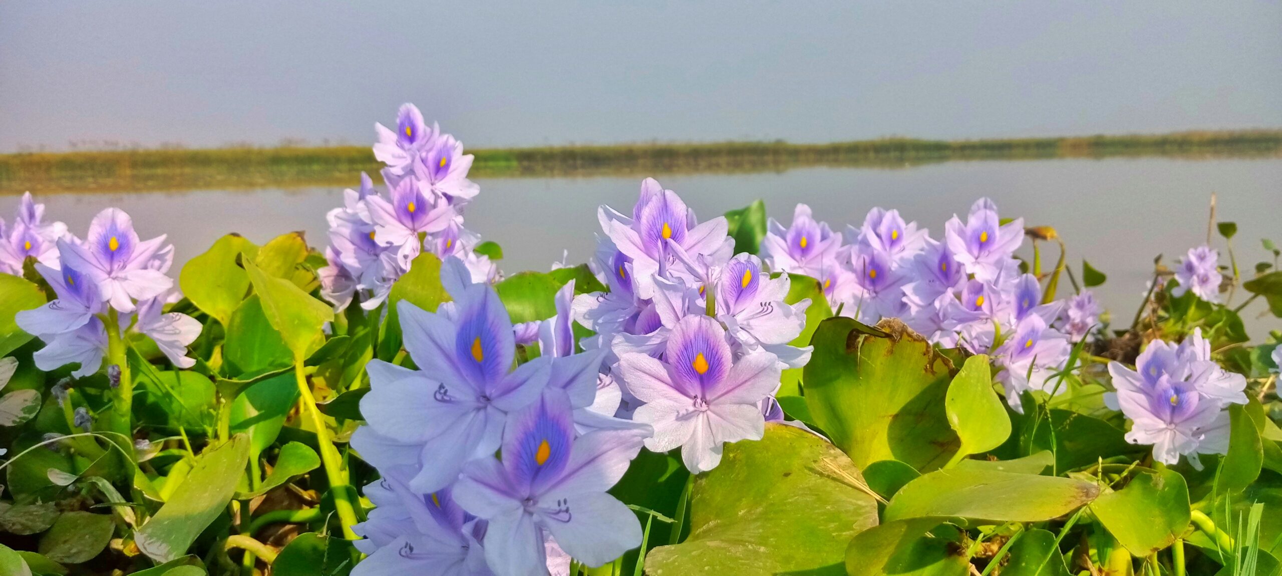 Effect of additional CO2 on Common Water Hyacinth - Climate Discussion ...