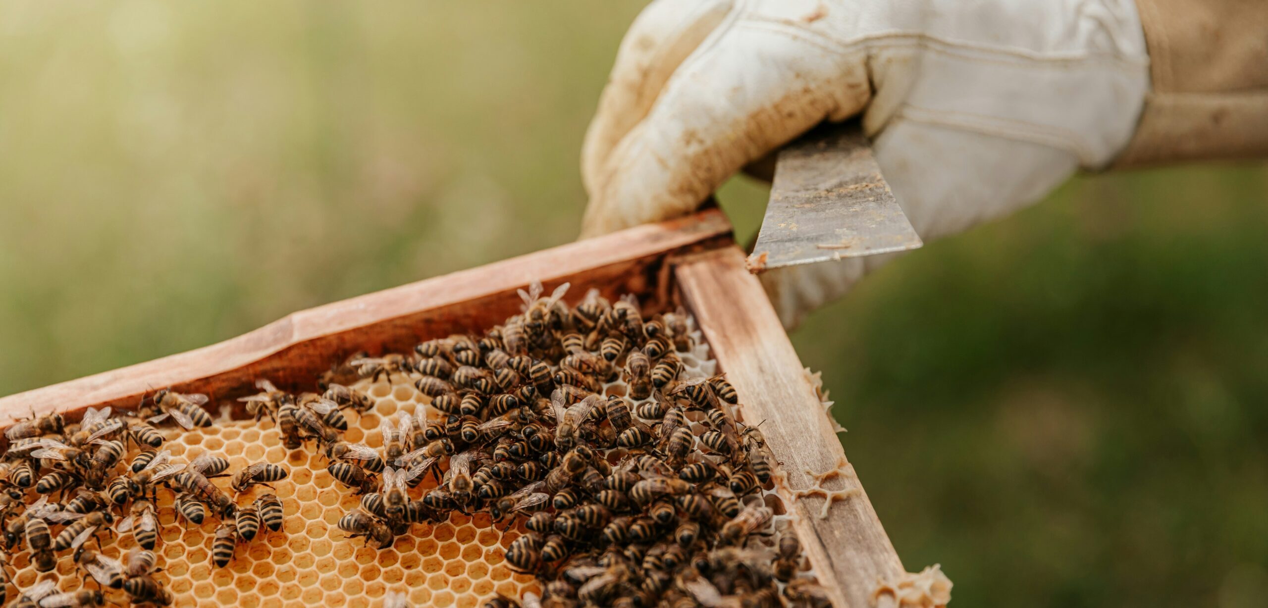 Bee ware - Climate Discussion Nexus