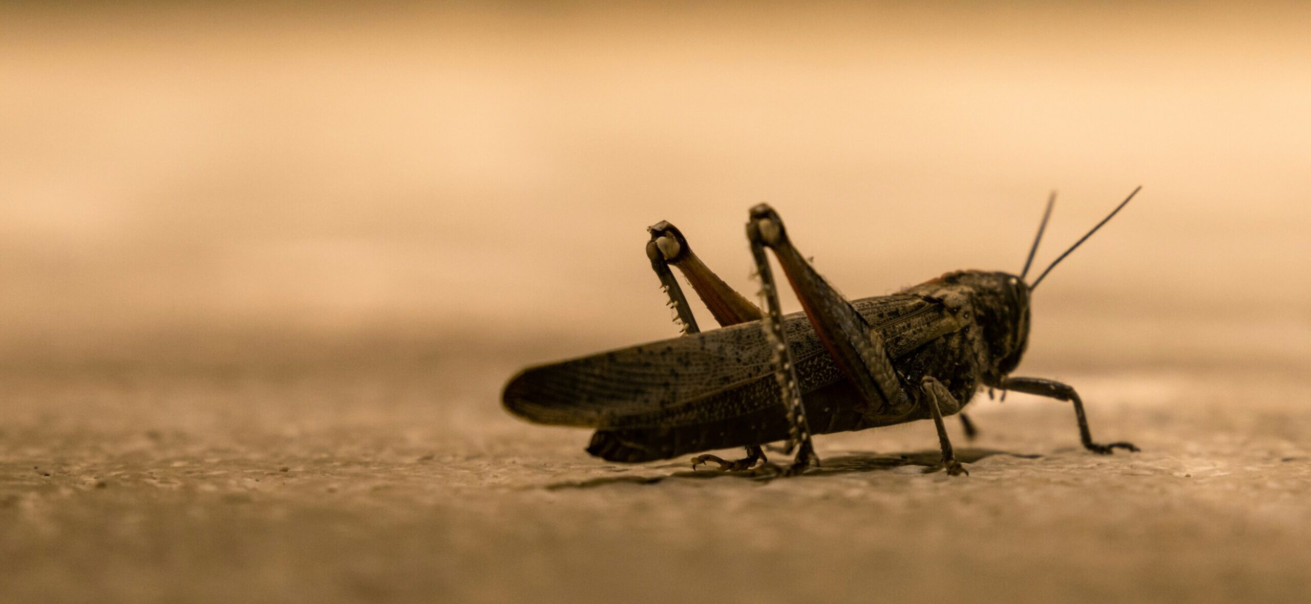#HaveItBothWays: Chinese locusts - Climate Discussion Nexus